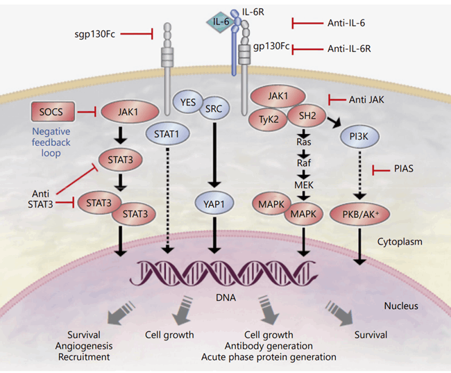 多功能细胞因子 IL-6_靶标解读_Elabscience伊莱瑞特【官网】